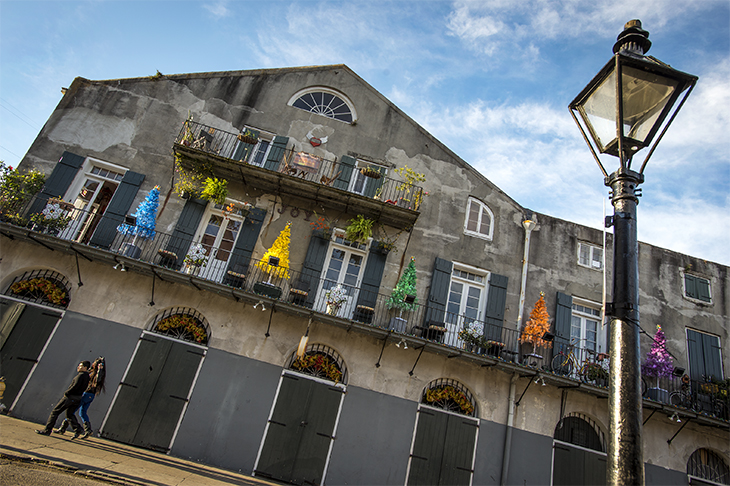 O Christmas trees | Tulane News