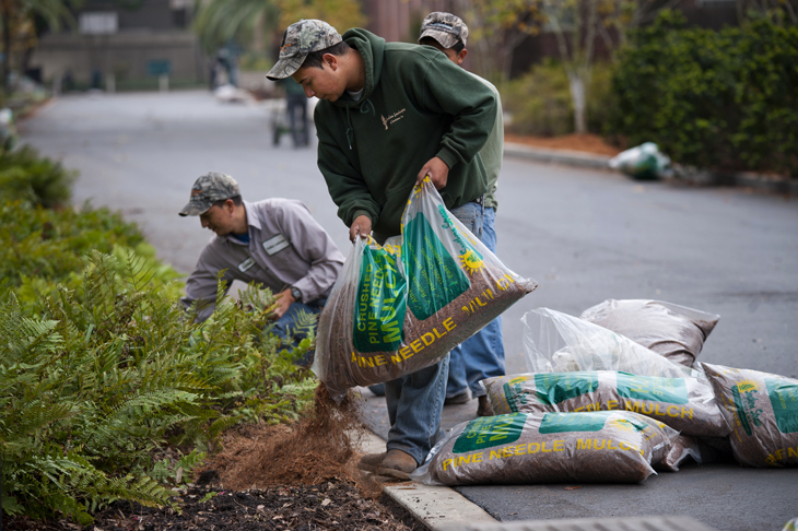 Mulch madness | Tulane University News